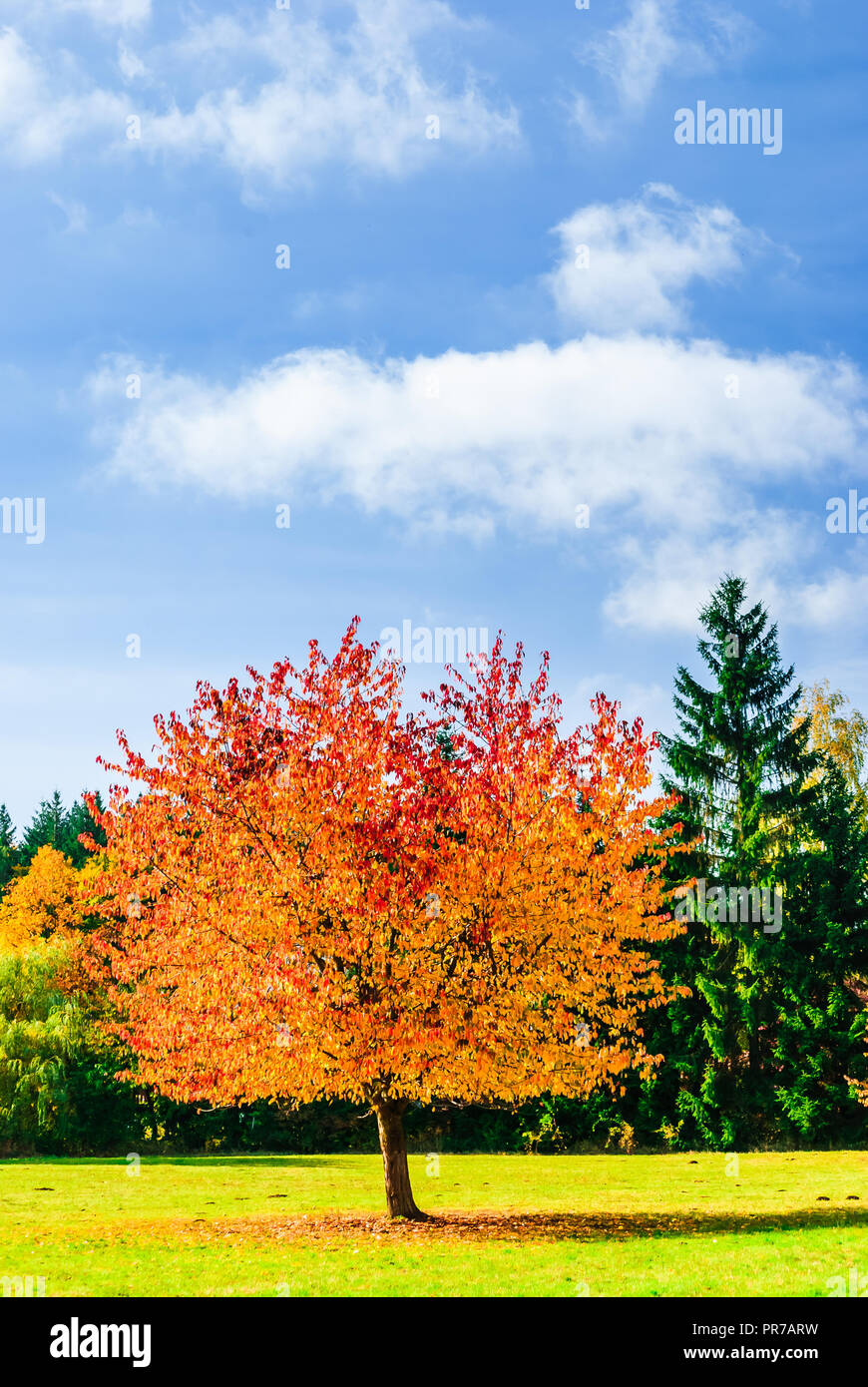 Old botanical garden hamburg hi-res stock photography and images - Alamy