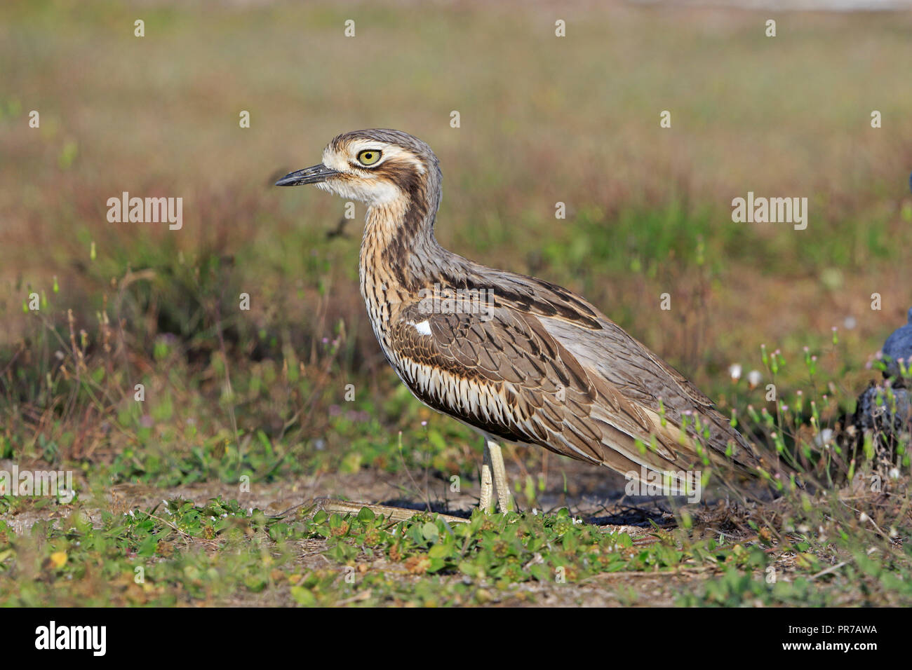 Bush stone curlew queensland australia hi-res stock photography and ...