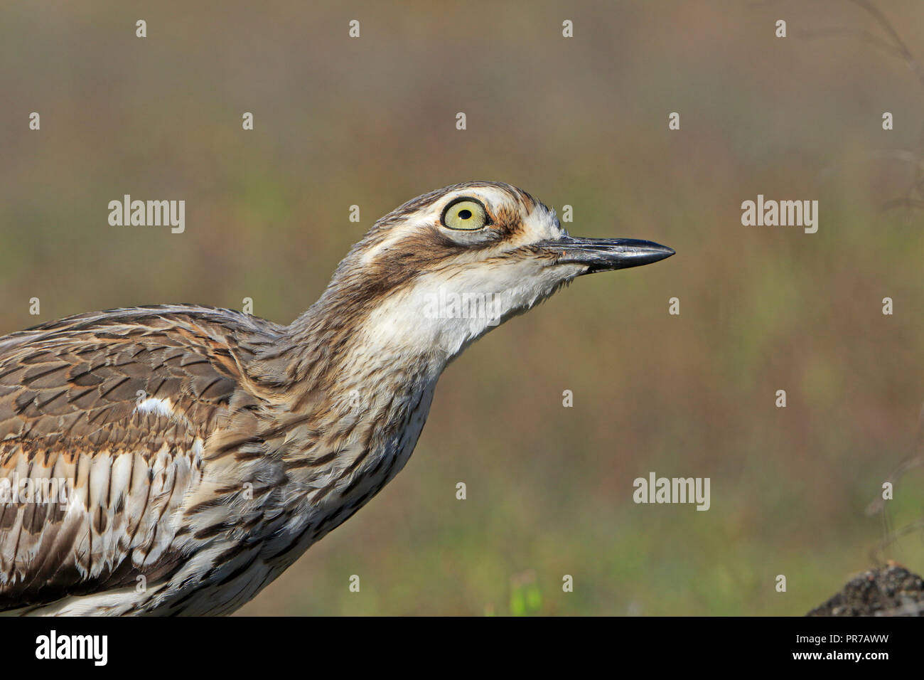 Bush stone curlew queensland australia hi-res stock photography and ...