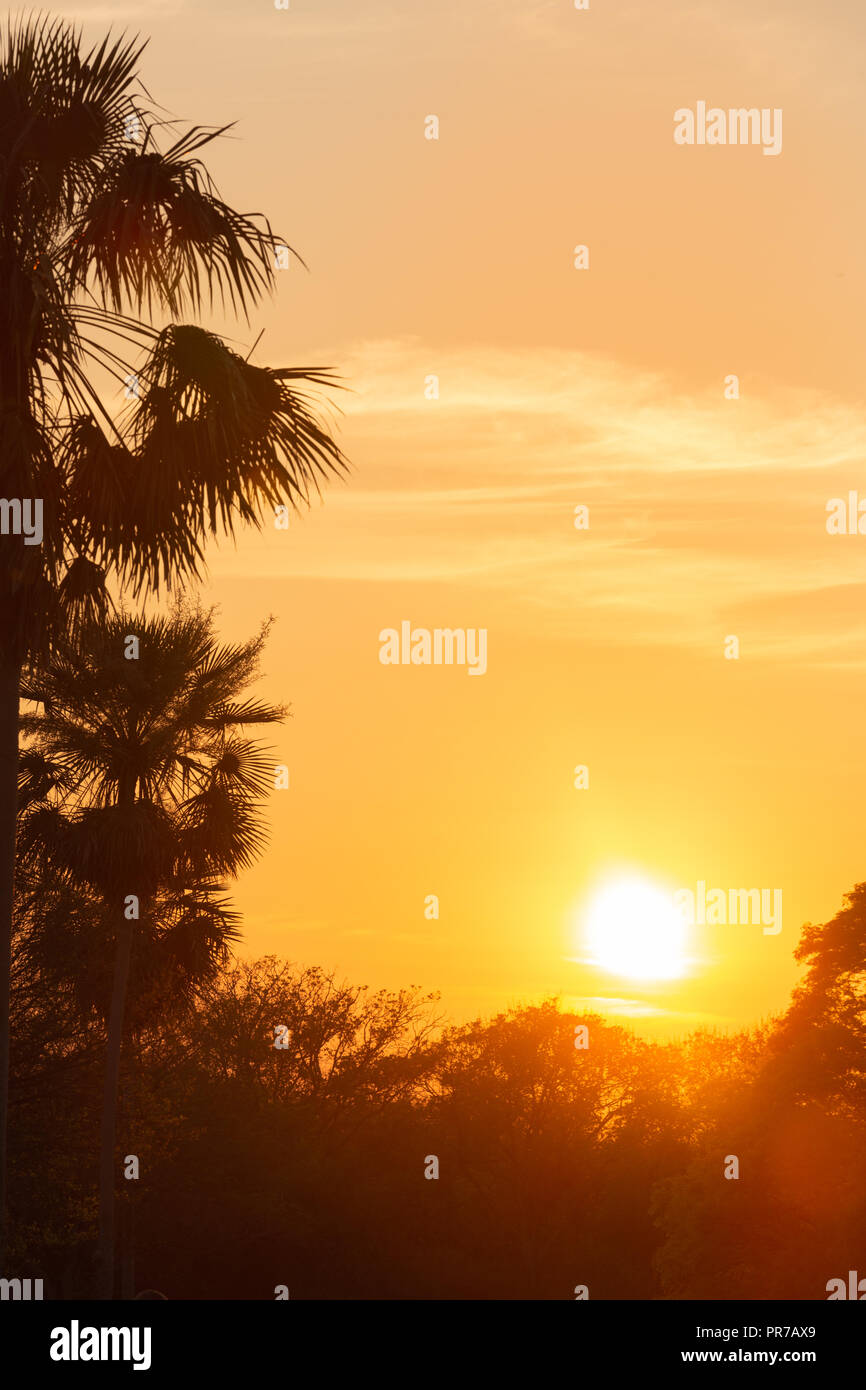 rising sun over a tropical forest Stock Photo - Alamy