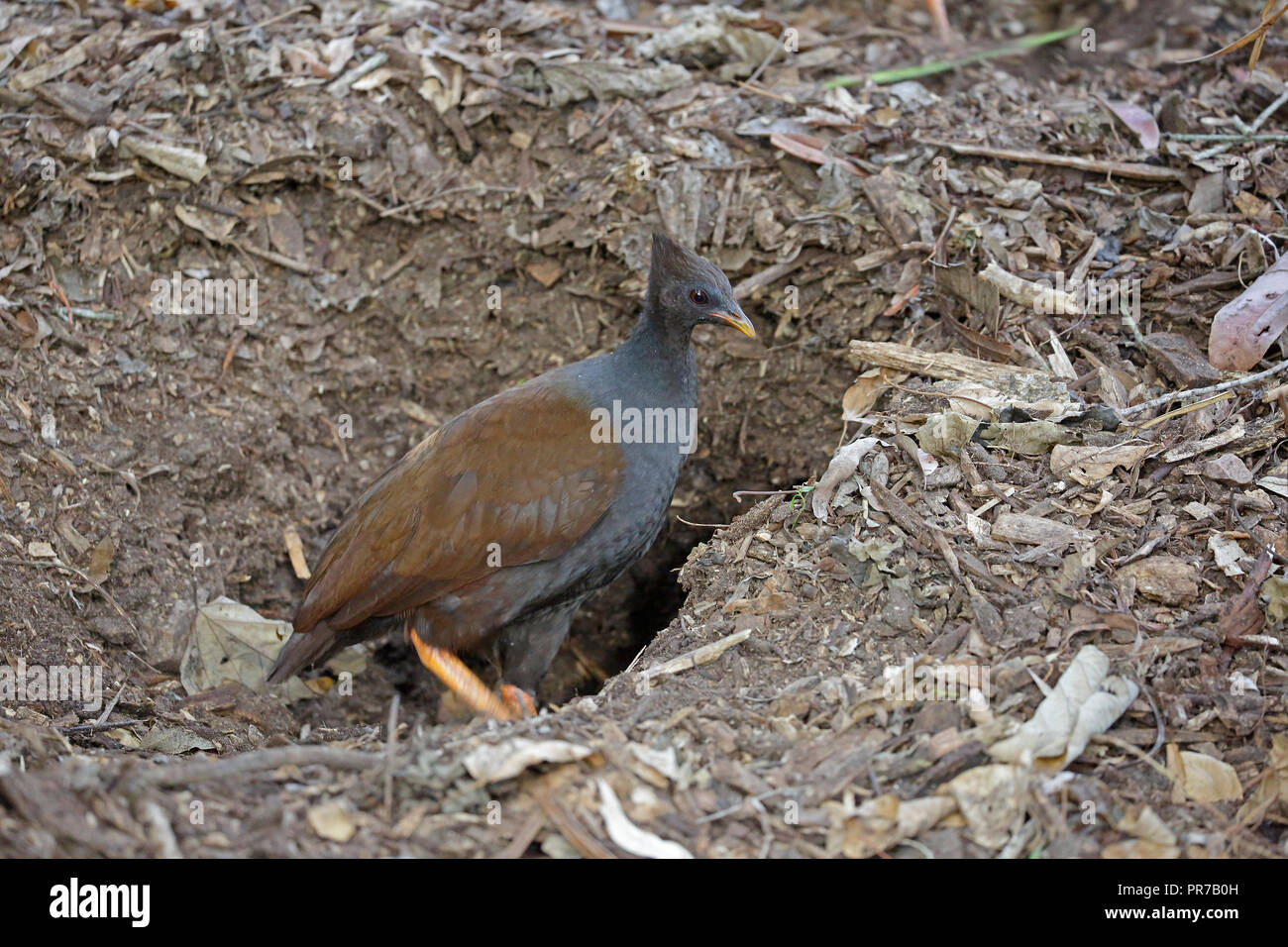 Orange-footed Scrubfowl digging a nest in Far North Queensland ...