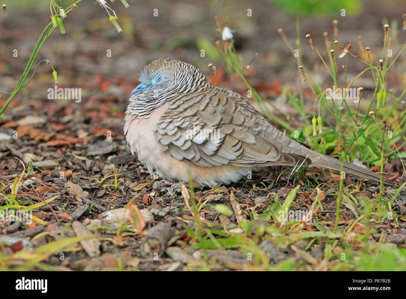 Peaceful Dove in Cairns Far North Queensland Australia Stock Photo - Alamy