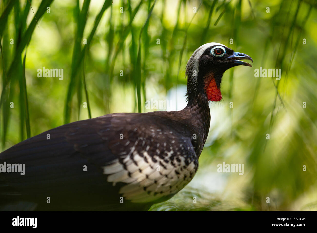Black fronted piping guan bird in the forest Stock Photo - Alamy