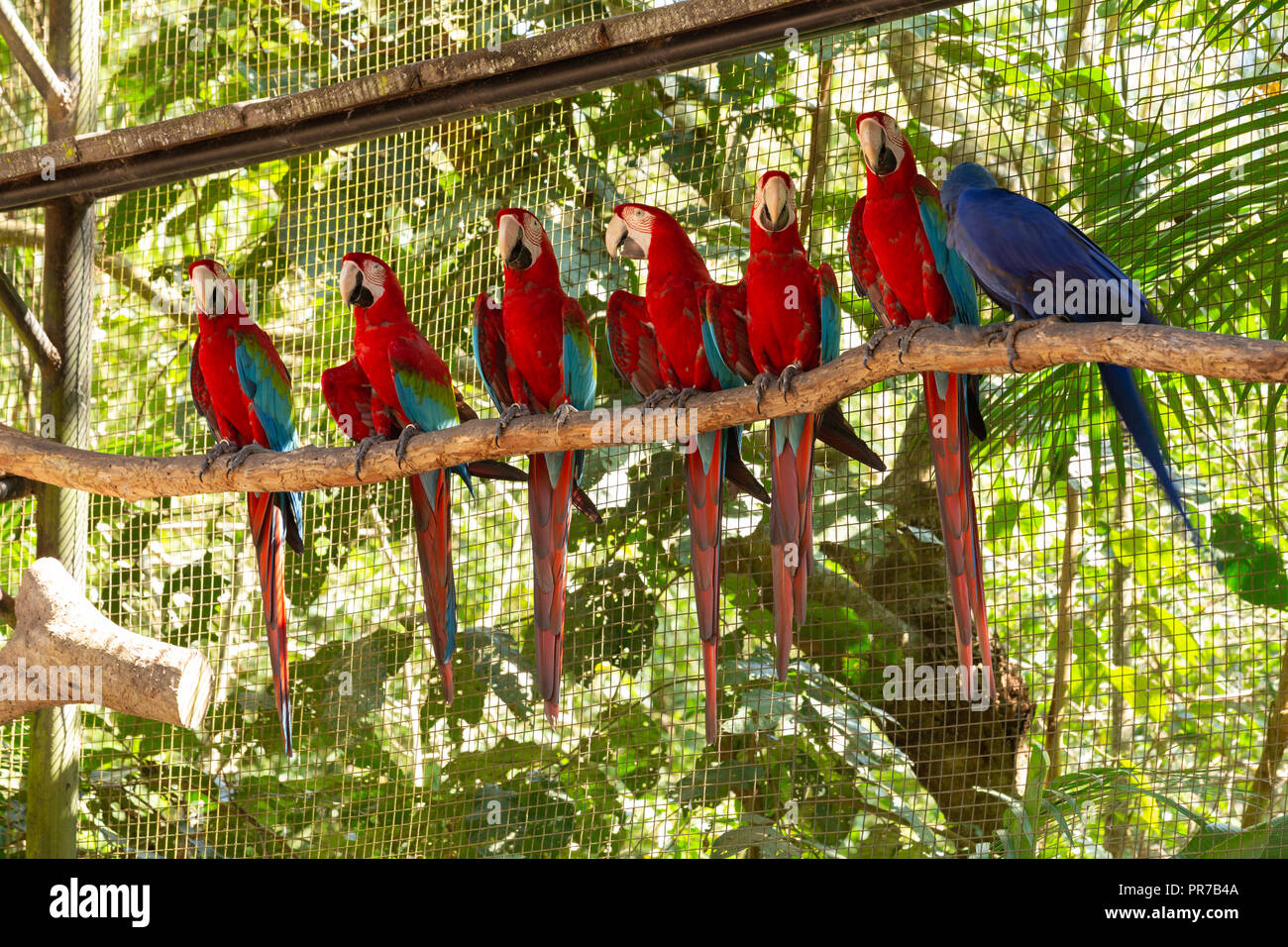 colorful macaw parrots in the aviary Stock Photo - Alamy