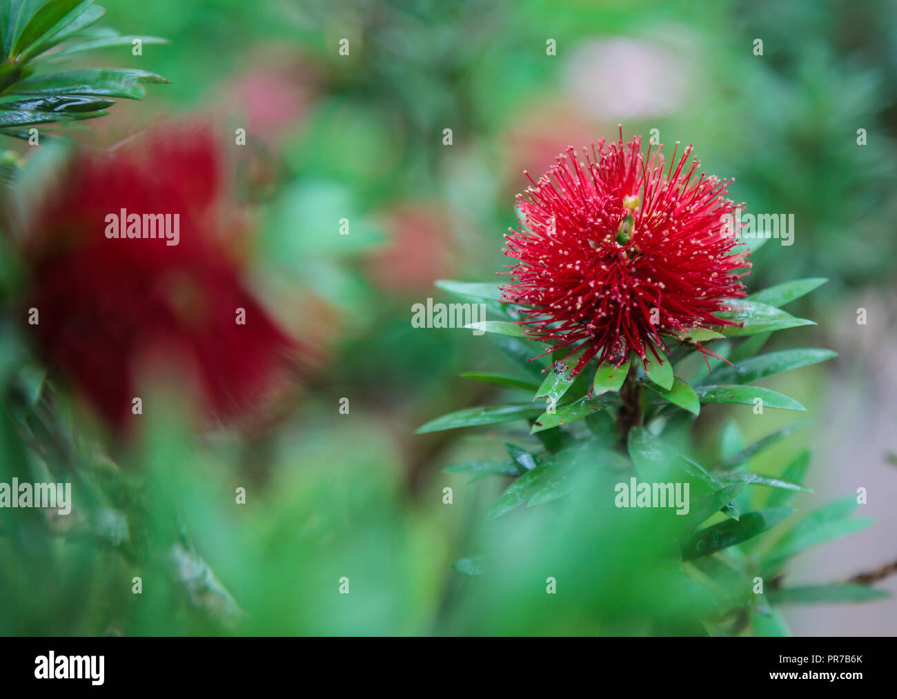 Mimosa Pudica (sensitive plant, sleepy plant, shameplant, shy plant ...