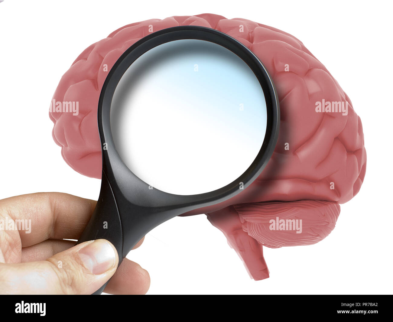 Human Brain Analyzed with magnifying glass blank copy space inside ...