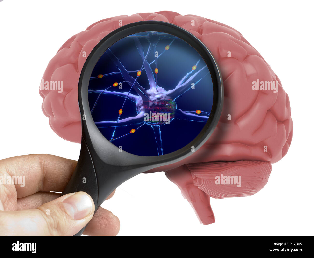 Magnifying glass on human 3d brain neurons activity isolated on white ...