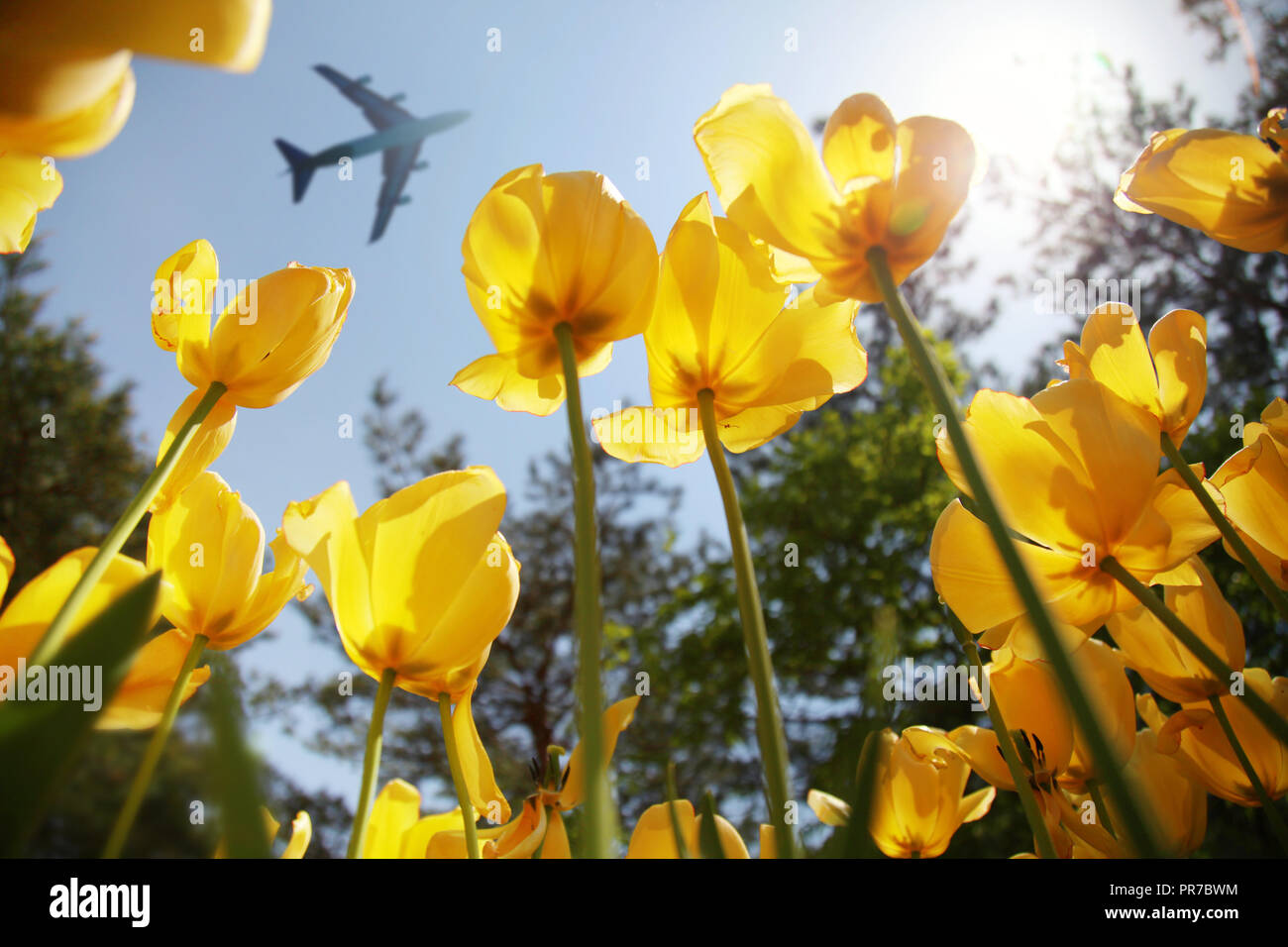 Floral airplane hi-res stock photography and images - Alamy