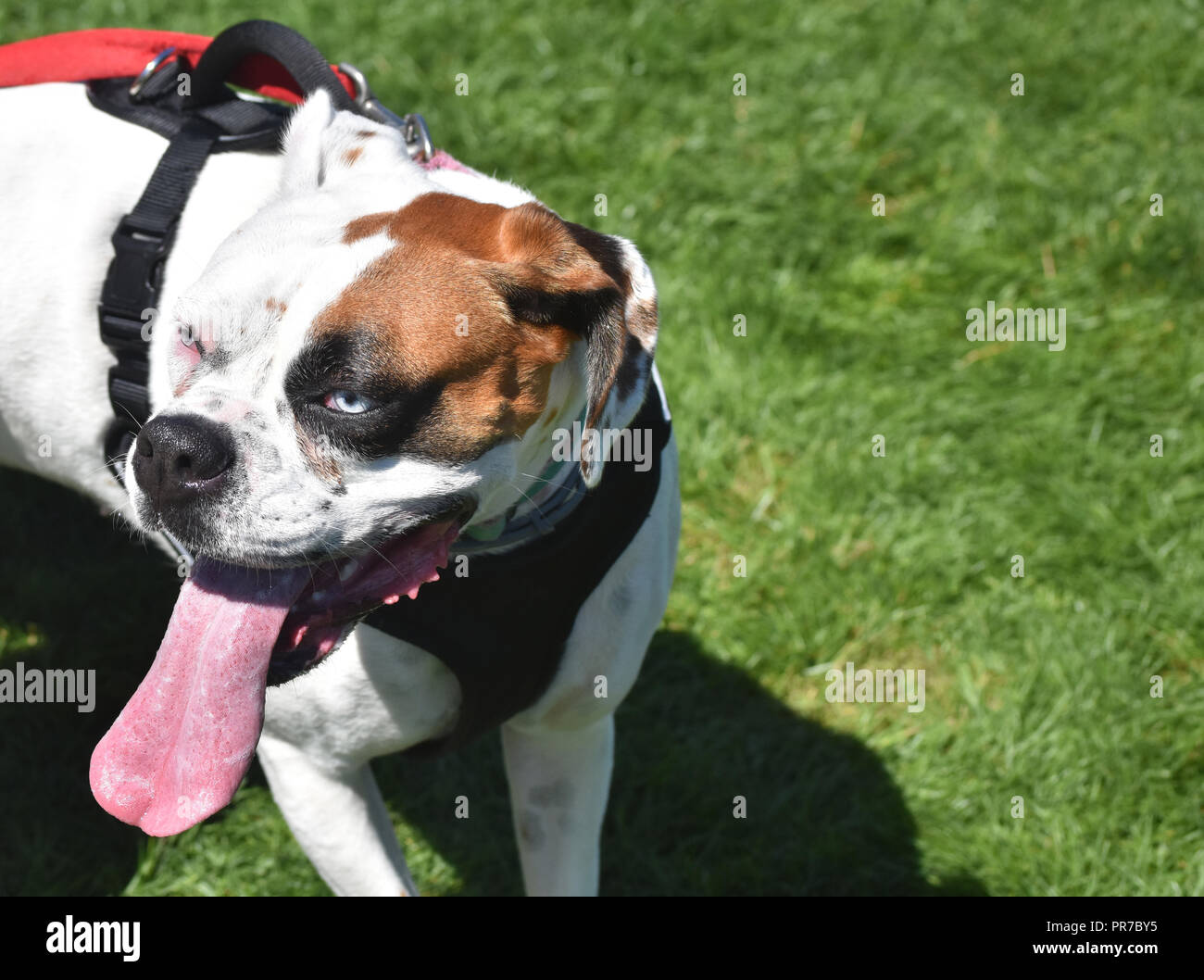 Pretty white boxer dog with pale eyes and his tongue sticking out Stock ...