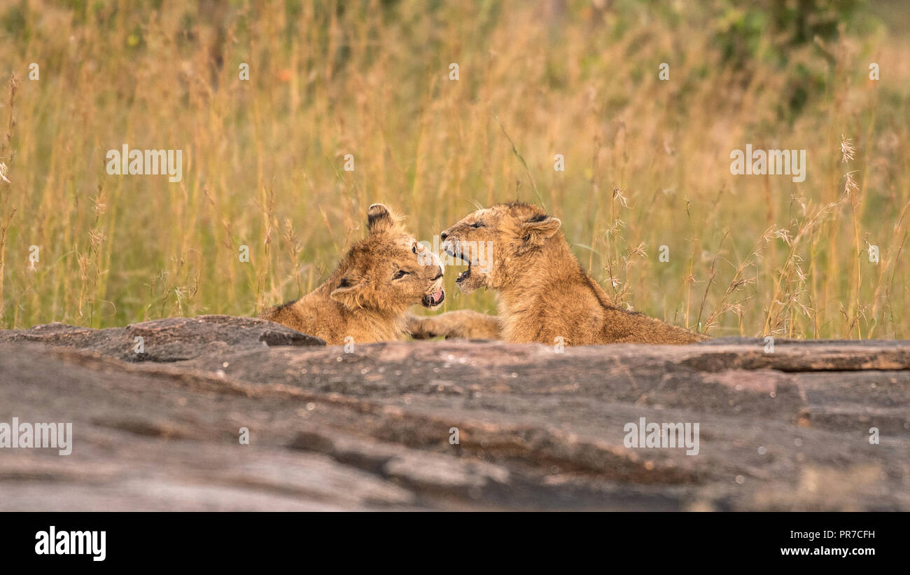 Male Lion Relaxing Stock Photo - Alamy
