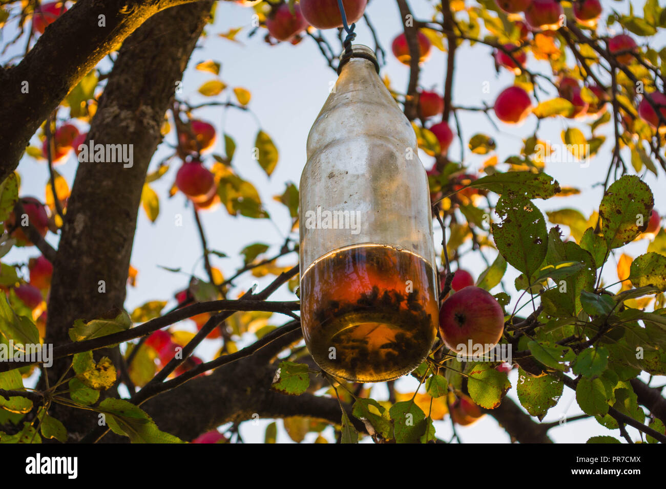 Death trap, Hornets trapped in a bottle on apple tree Stock Photo - Alamy
