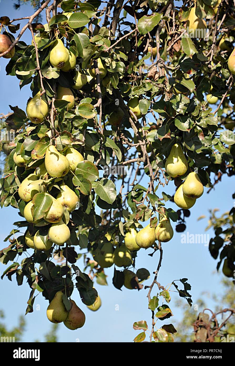 fresh fruits pears Stock Photo - Alamy