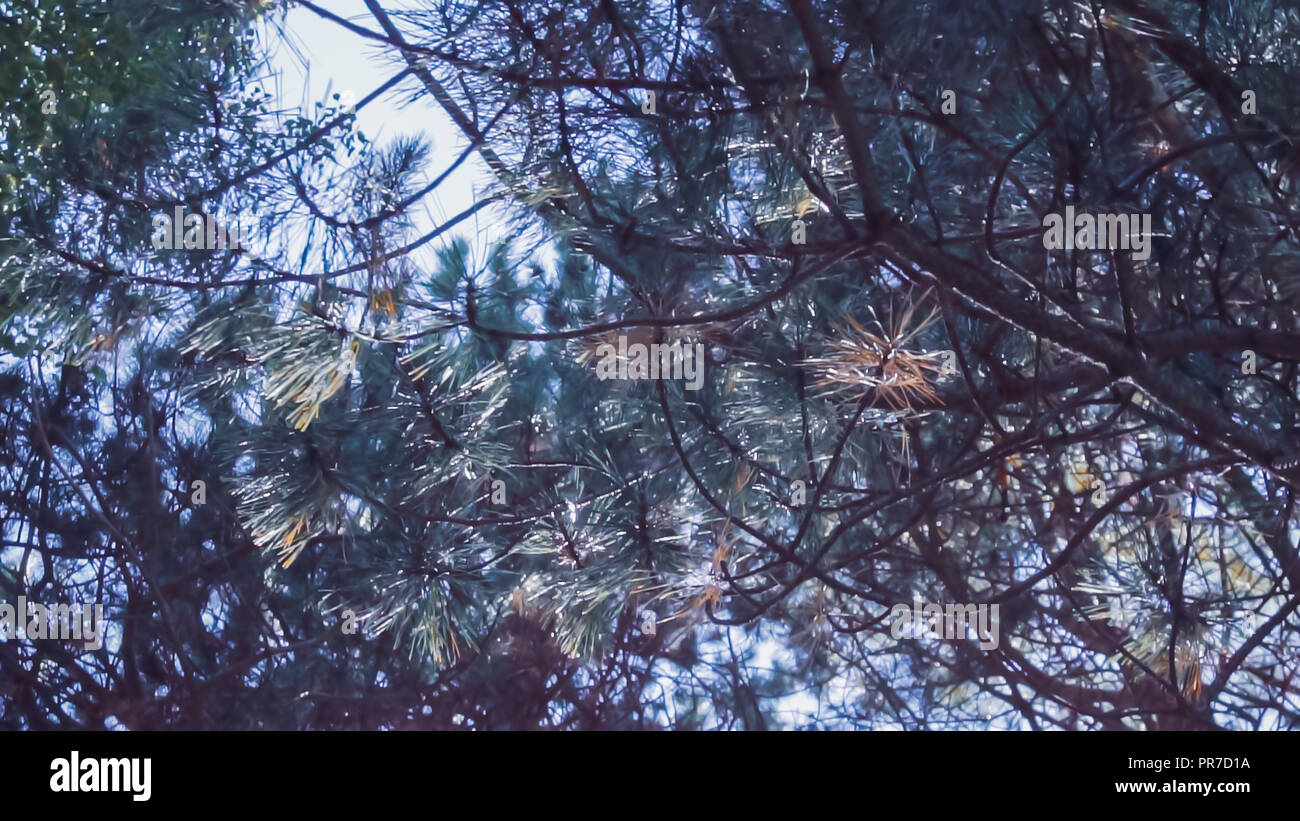 Canopy of evergreen tree in urban park in the summer Stock Photo - Alamy