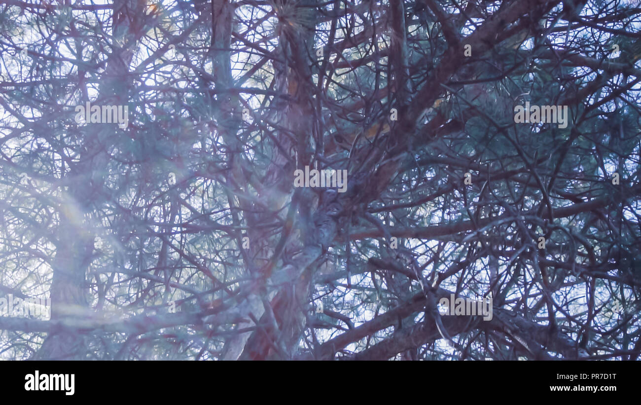 Canopy of evergreen tree in urban park in the summer Stock Photo - Alamy