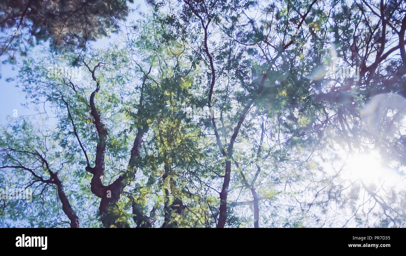 Canopy of evergreen tree in urban park in the summer Stock Photo - Alamy