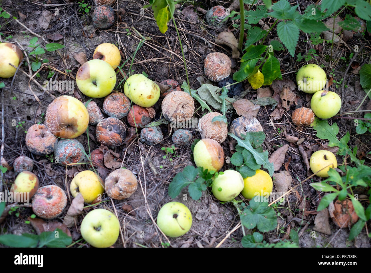 Rotten apples eu hi-res stock photography and images - Alamy
