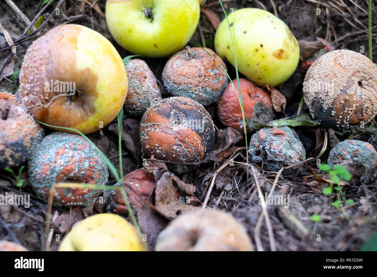 Rotten apples eu hi-res stock photography and images - Alamy