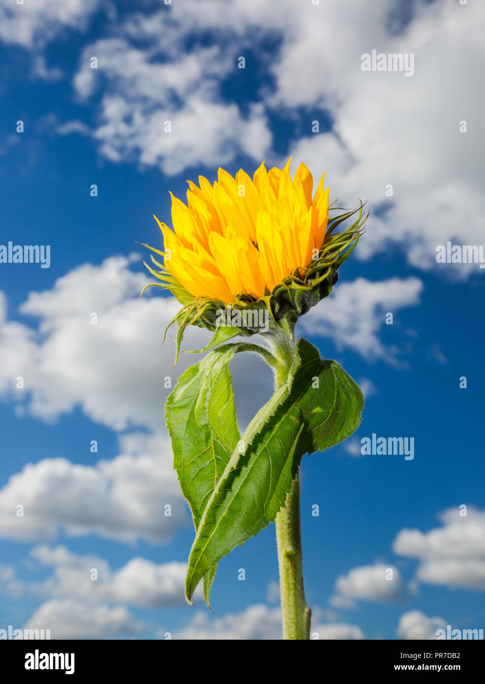 Sunflower stem hi-res stock photography and images - Alamy