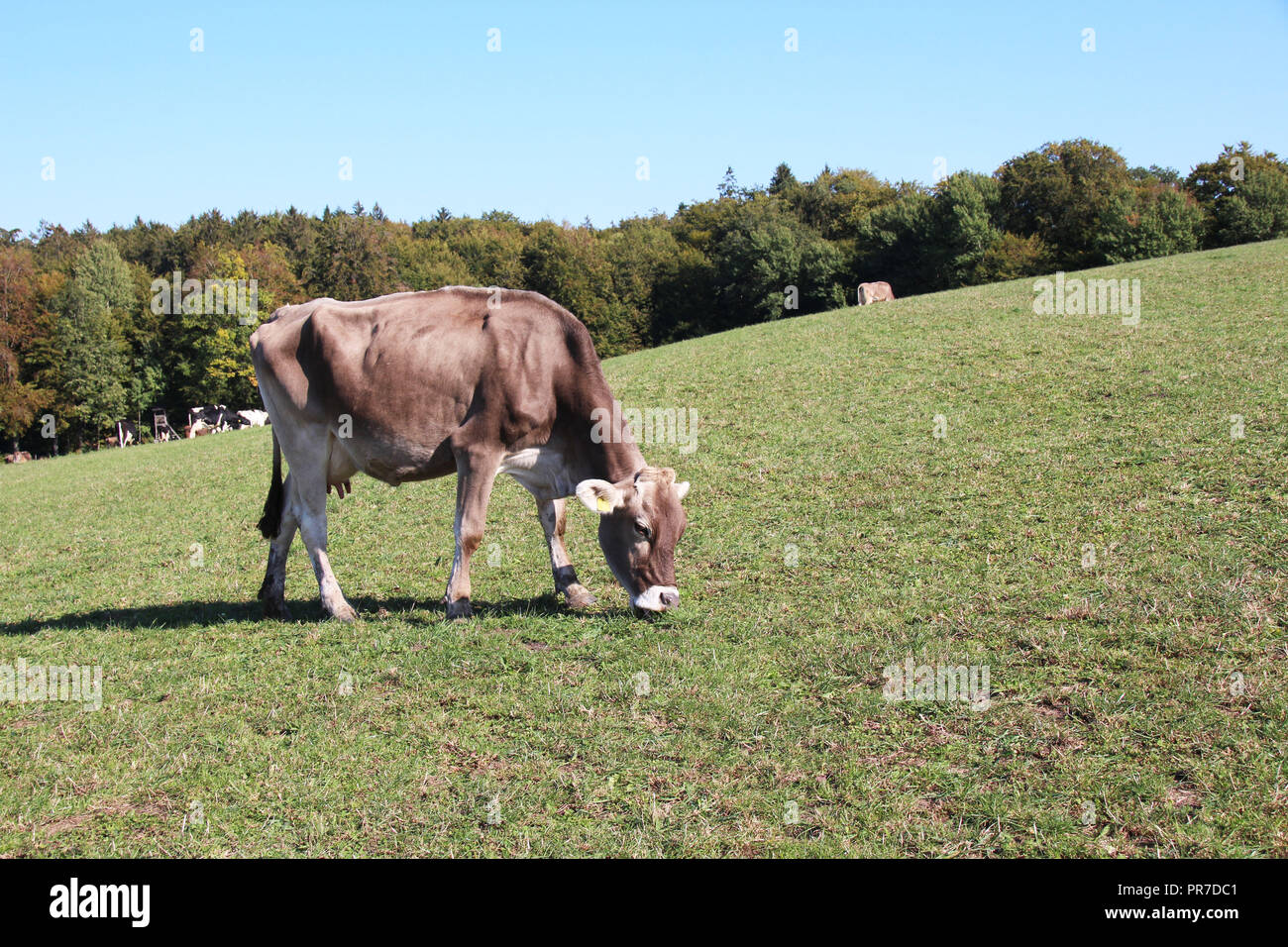 Cattle pasture feeding hi-res stock photography and images - Alamy