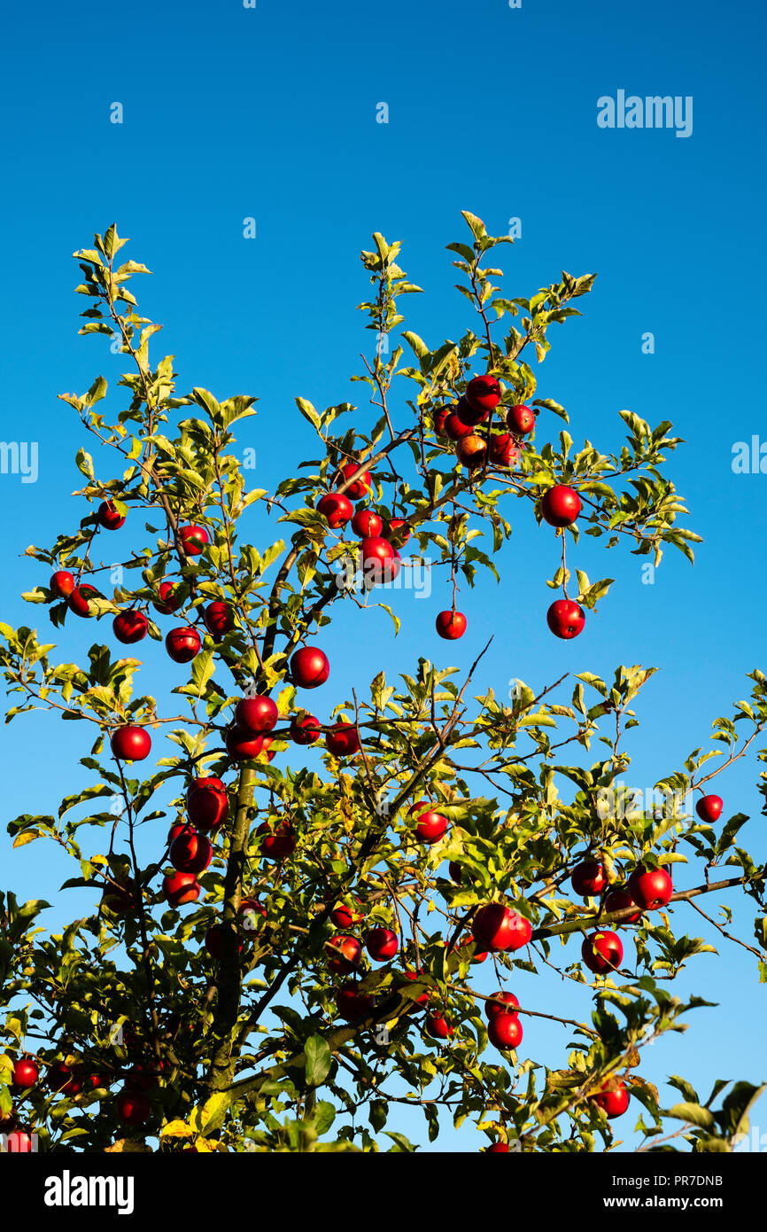 Osiny hi-res stock photography and images - Alamy