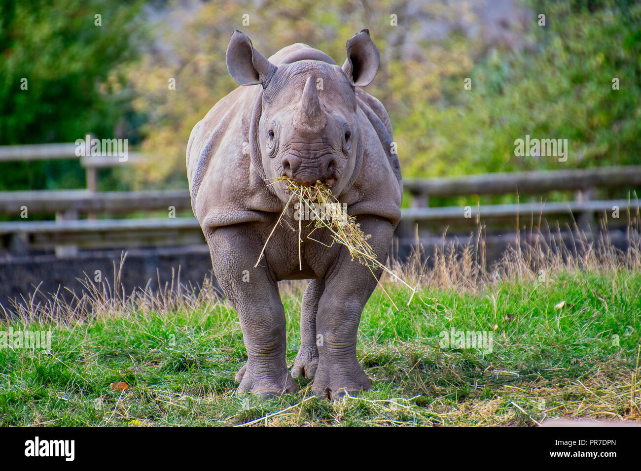 Front on view of a black rhino easting some straw Stock Photo - Alamy