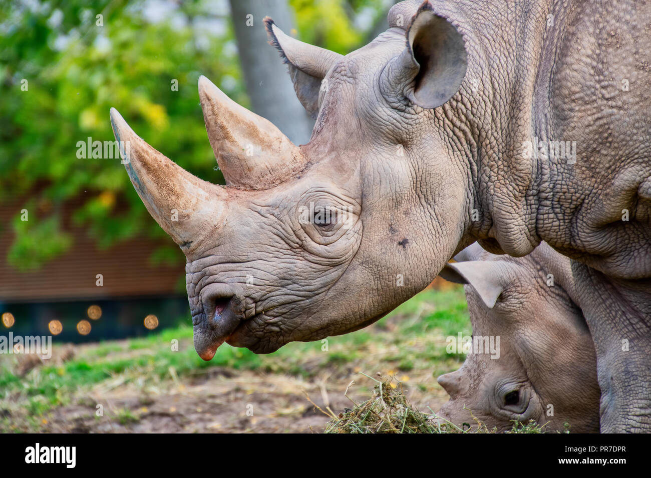 Rhino Head High Resolution Stock Photography and Images - Alamy