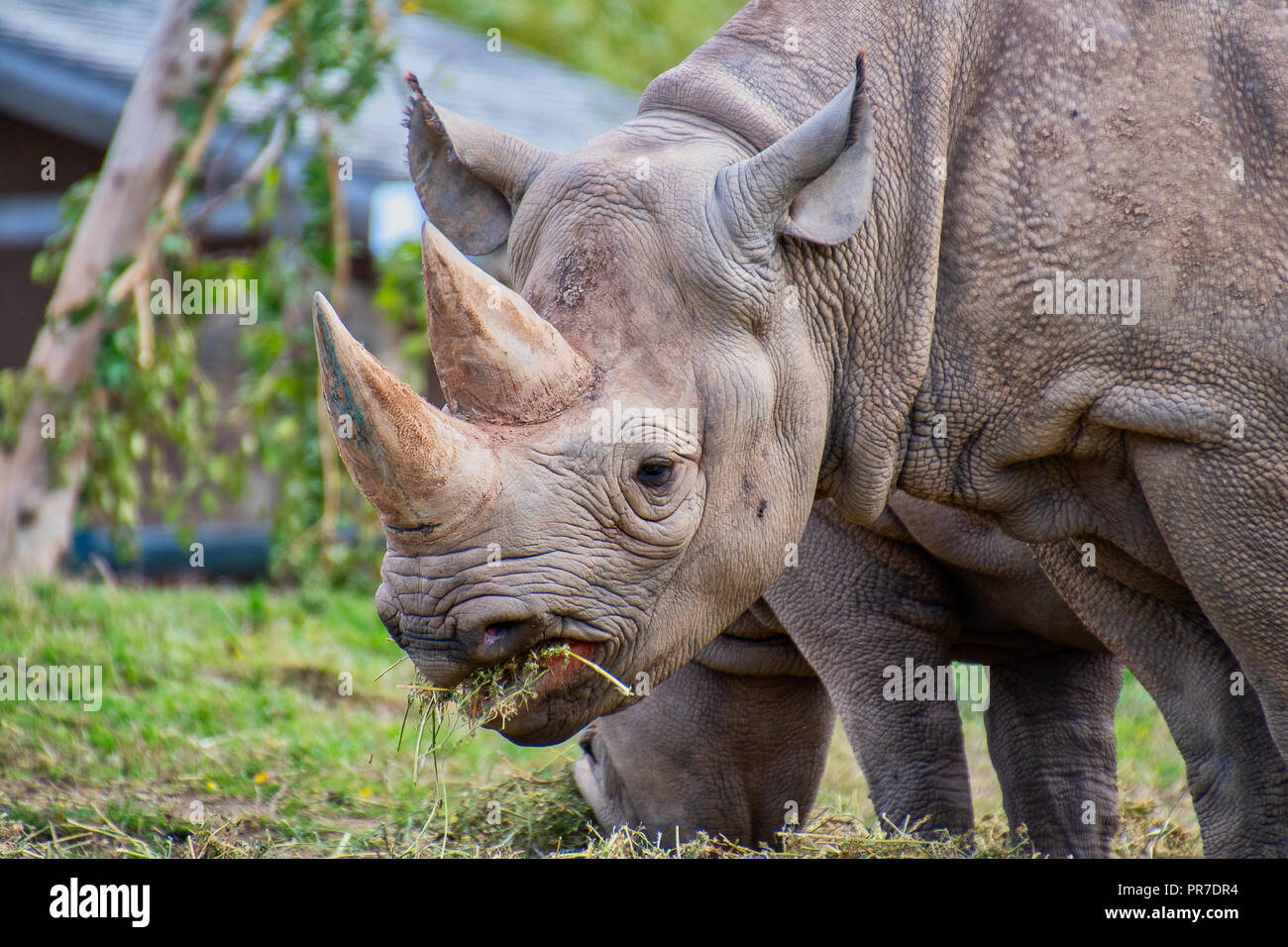 Close view of a black rhino head showing two horns Stock Photo - Alamy