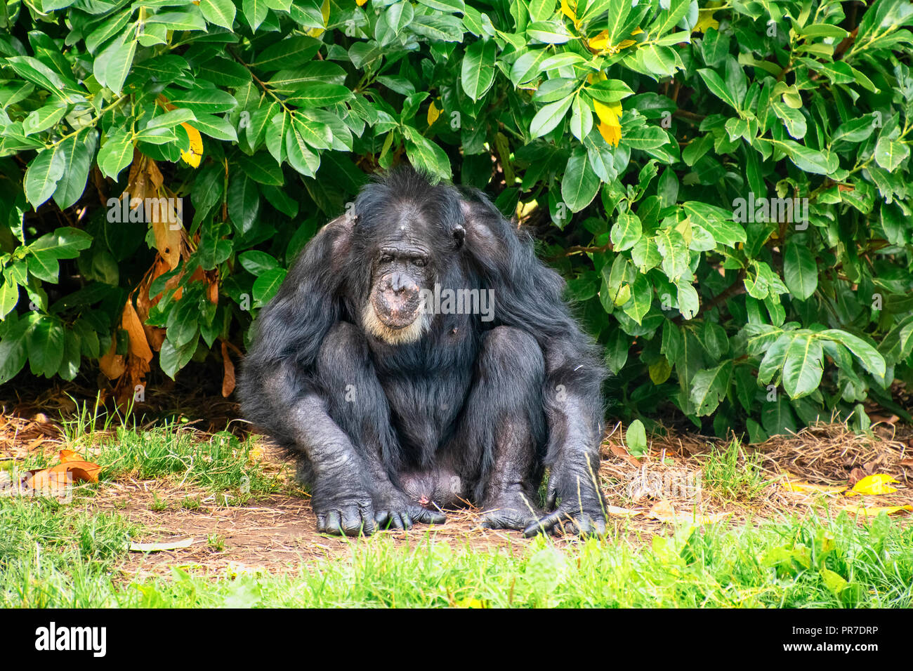 Old chimpanzee sitting and resting on the ground Stock Photo - Alamy