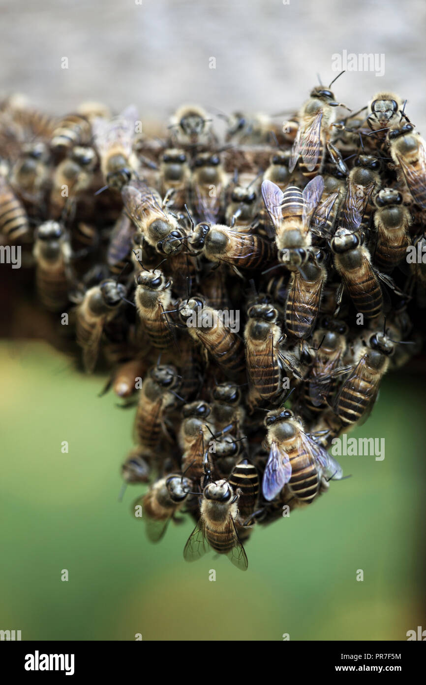Closeup of worker honey bees in Cameron Highlands, Malaysia Stock Photo ...