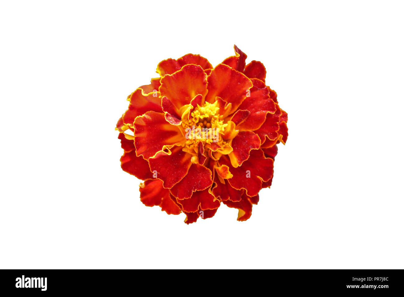 Blooming red marigold flower isolated on white background with clipping ...