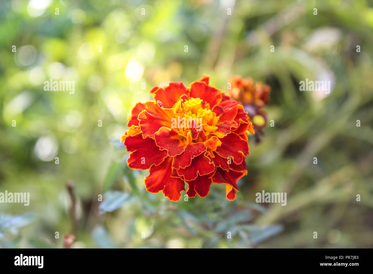 Beautiful close up red marigold flower outside Stock Photo - Alamy
