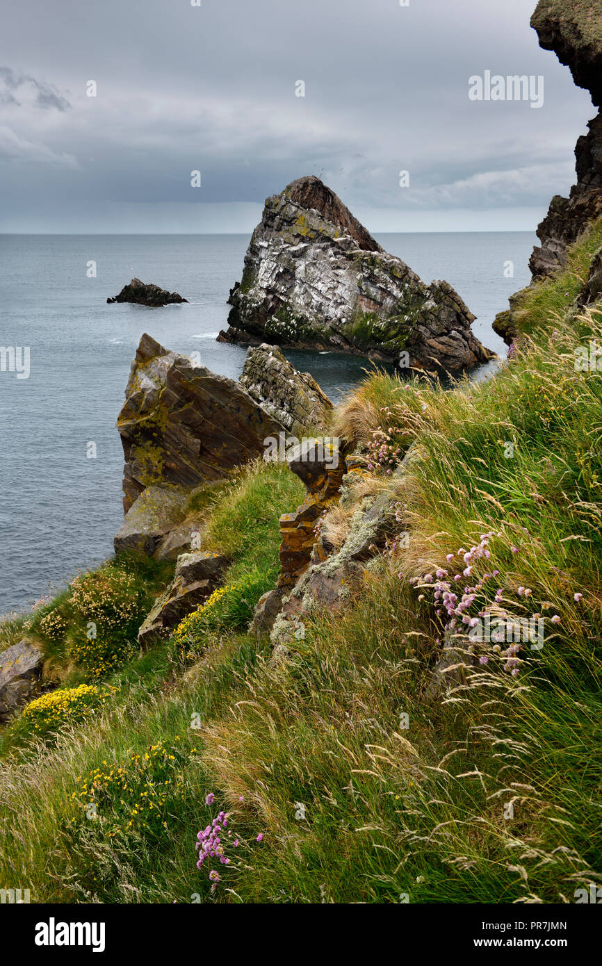 Bow Fiddle Rock quartzite sea arch at rocky cliff with grass and ...