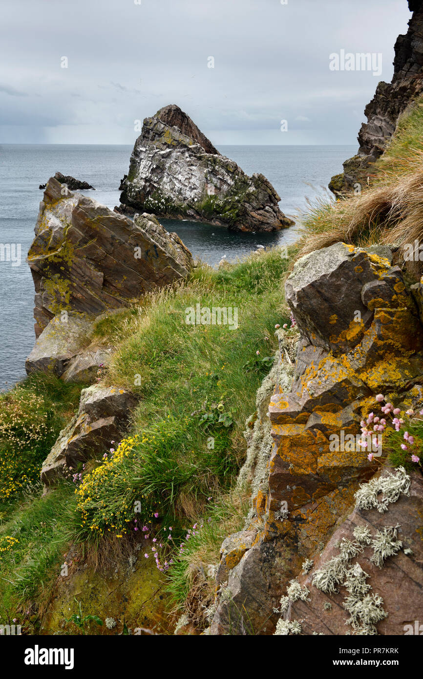 Bow Fiddle Rock quartzite sea arch and rocks on cliff with flowers at ...