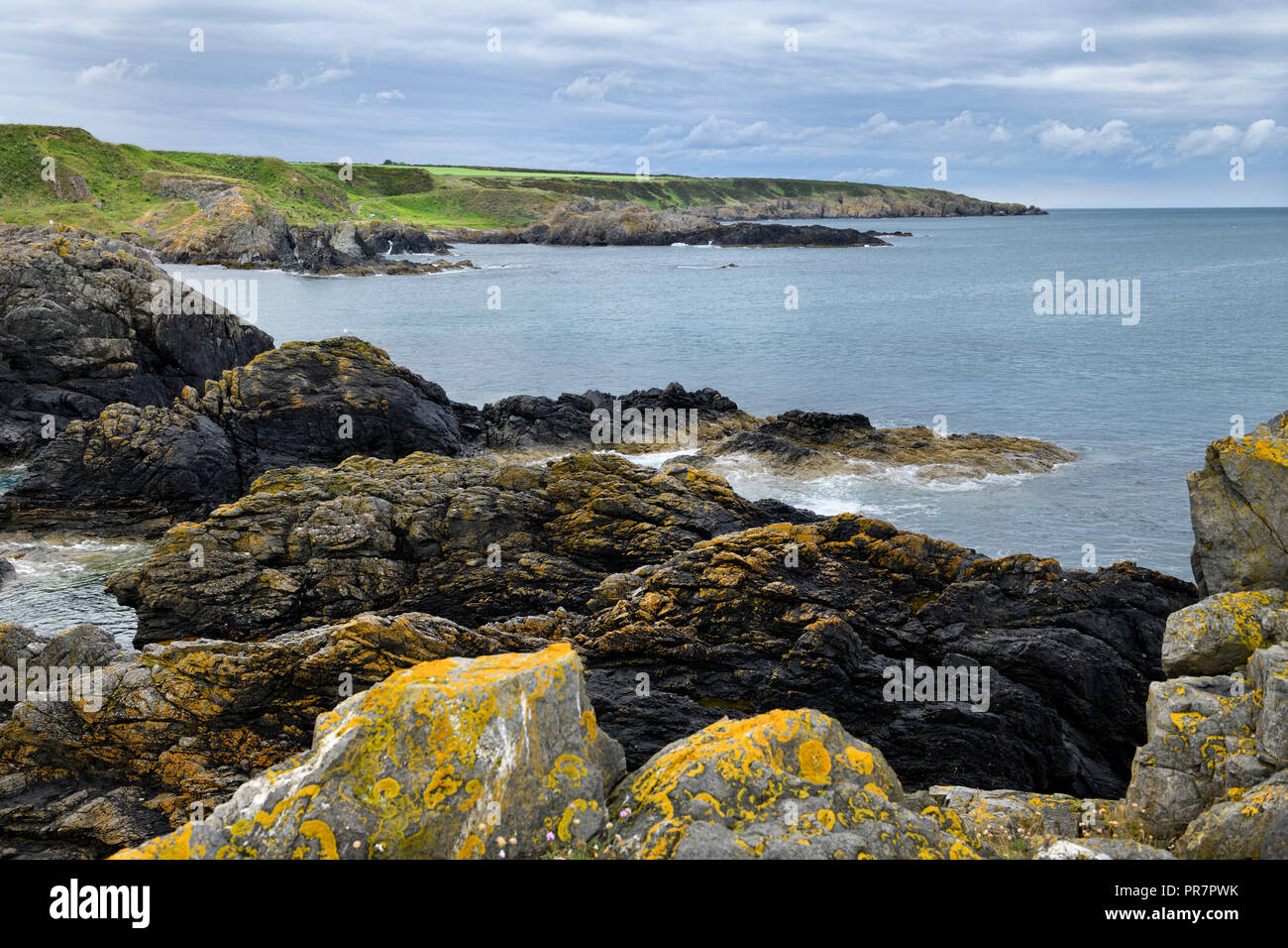 Lichen on weathered quartzite on coast of North Sea Moray Firth at ...