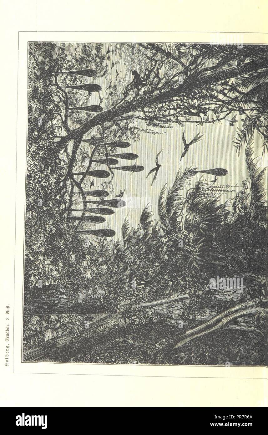 page 286 of '[Nach Ecuador. Reisebilder . Zweite, vermehrte Auflage ...