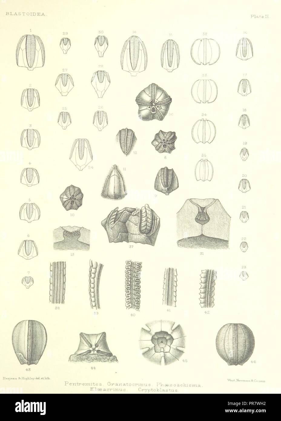 page 349 of 'Catalogue of the Blastoidea in the Geological Department ...