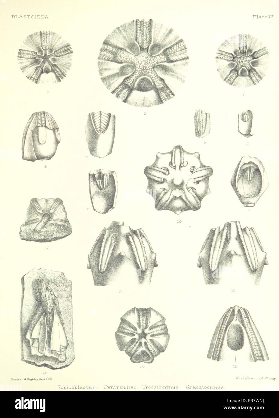 page 353 of 'Catalogue of the Blastoidea in the Geological Department ...