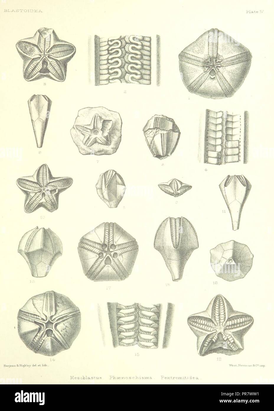 page 357 of 'Catalogue of the Blastoidea in the Geological Department ...