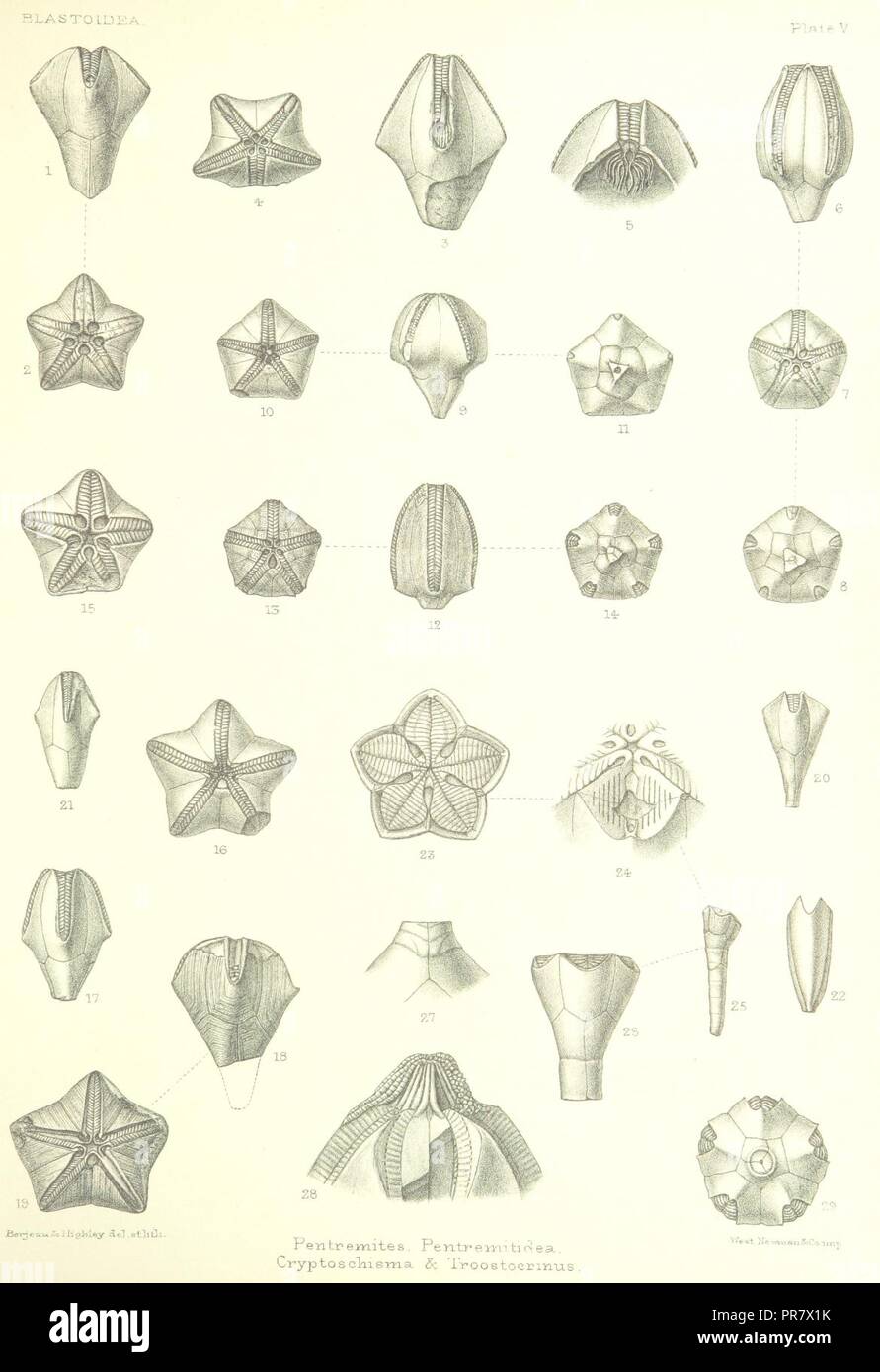 page 361 of 'Catalogue of the Blastoidea in the Geological Department ...