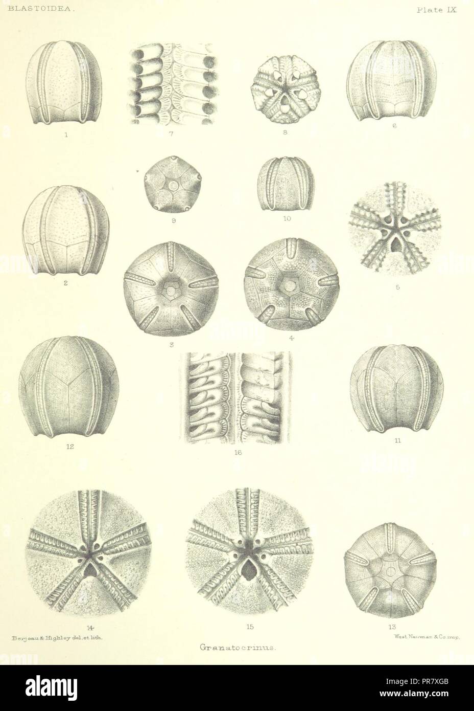 page 377 of 'Catalogue of the Blastoidea in the Geological Department ...