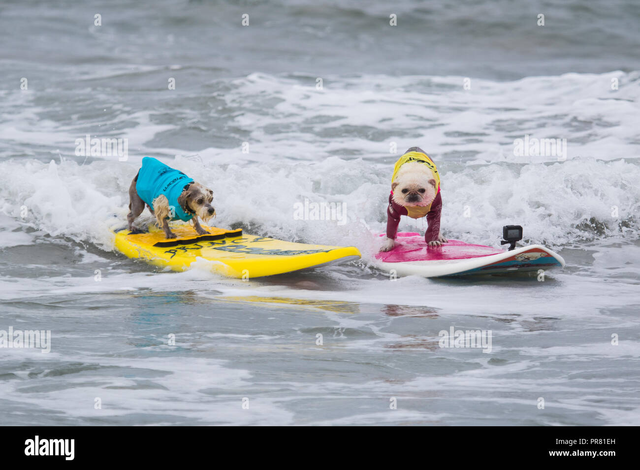 Japanese wave riding hi-res stock photography and images - Alamy