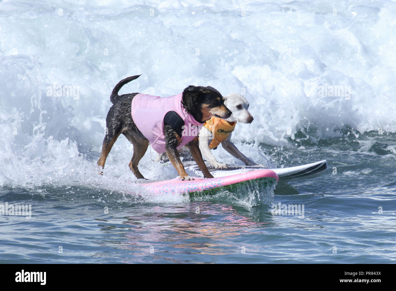 Huntington Beach, California, USA. 29th, September, 2018. Surfing dogs ...