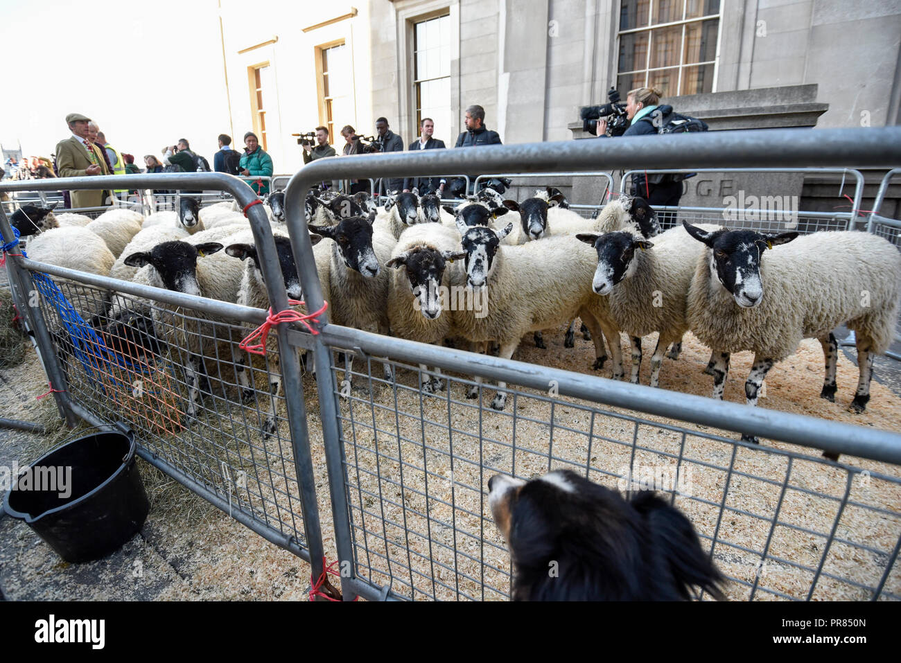 Sheep drive across london bridge hi-res stock photography and images ...