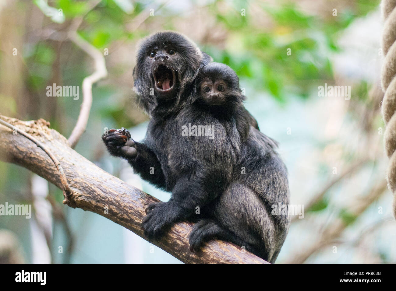 Tamarins monkeys hi-res stock photography and images - Alamy