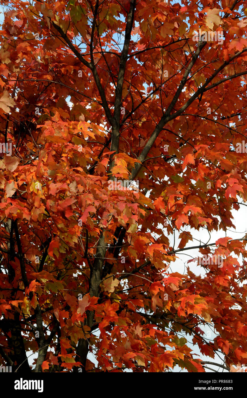 Copenhagen, Denmark. 30th Sept 2018. People enjoy fall dna autumn ...