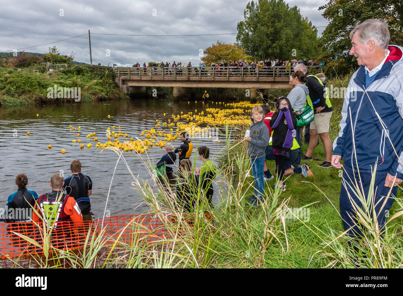 Duck race devon hi-res stock photography and images - Alamy