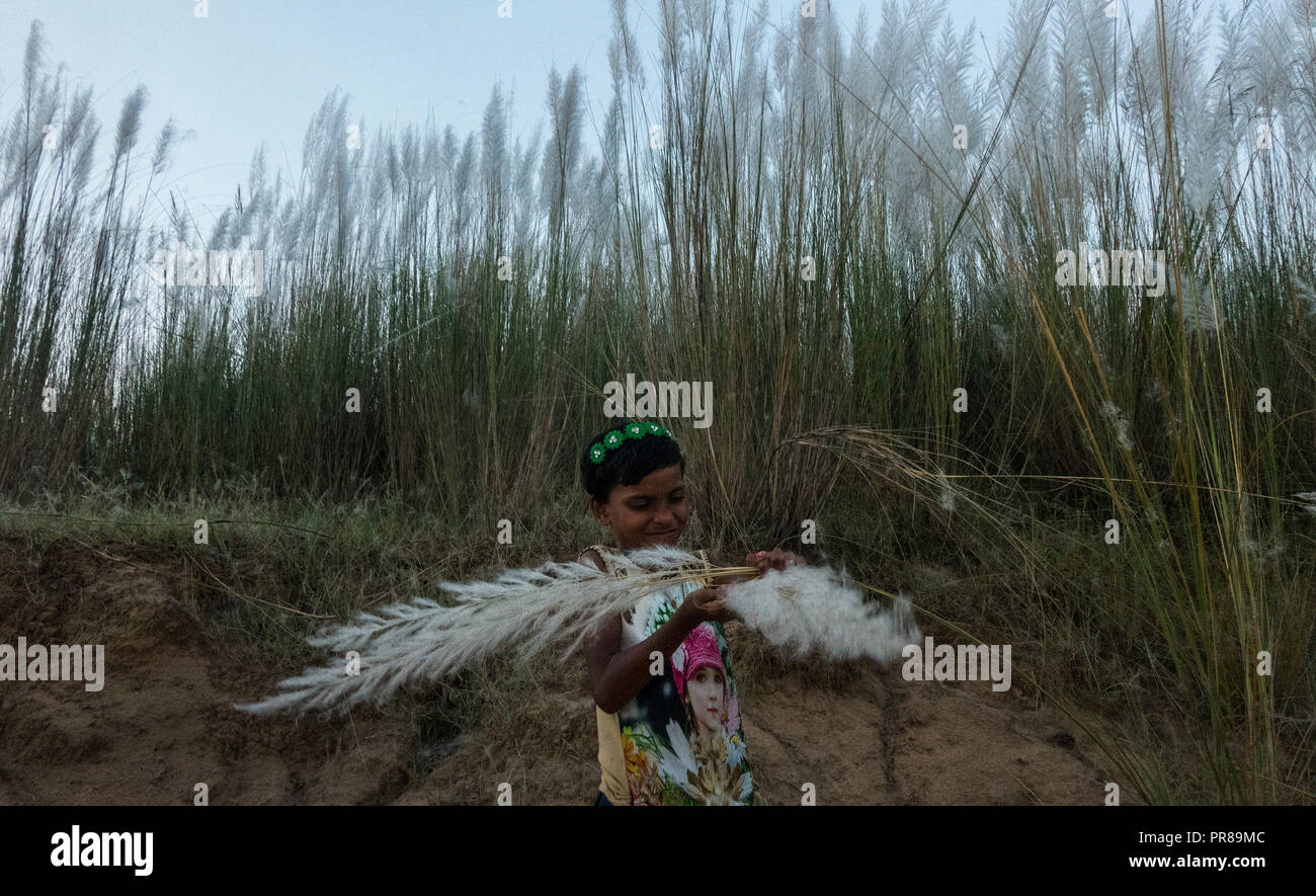 Kash flower hi-res stock photography and images - Alamy