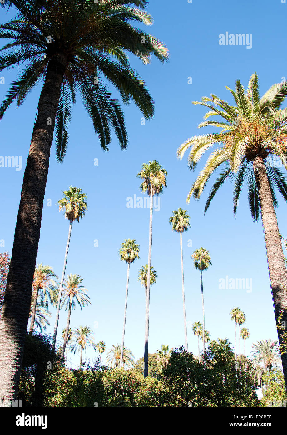 Seville Palm Trees Stock Photo - Alamy