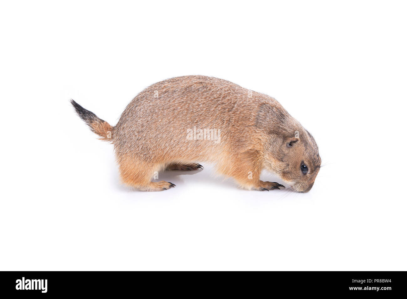 Little prairie dog hi-res stock photography and images - Alamy