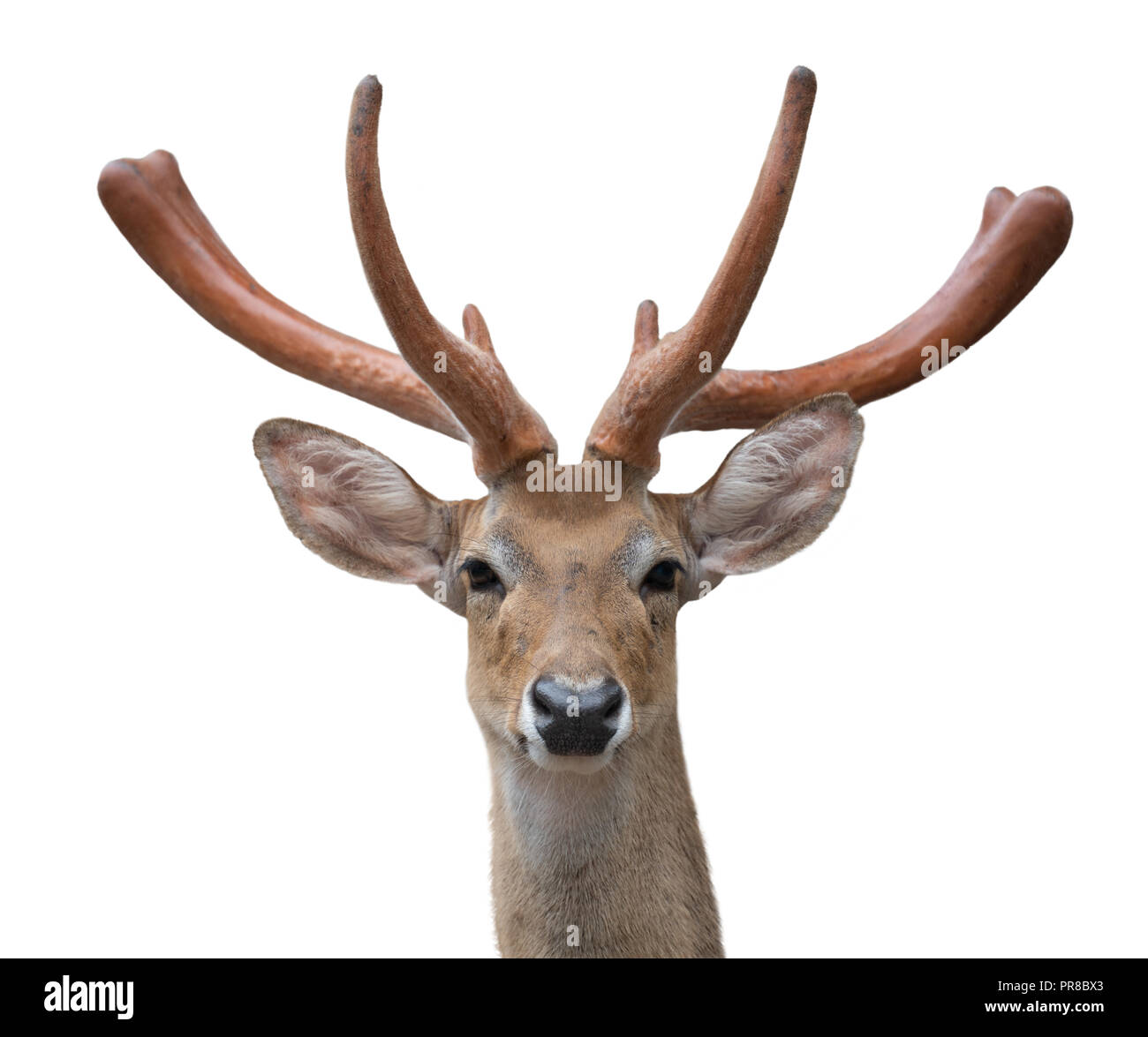 eld deer (Rucervus eldi) head isolated on white background Stock Photo ...